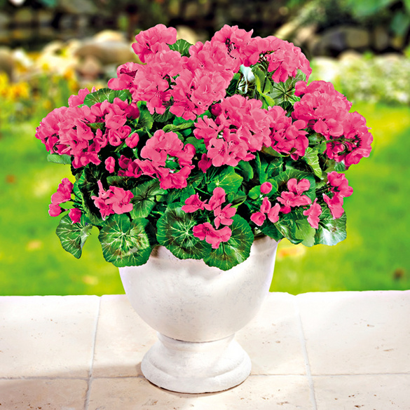 Bouquet de géraniums, fuchsia Gainsborough | Vitrine Magique