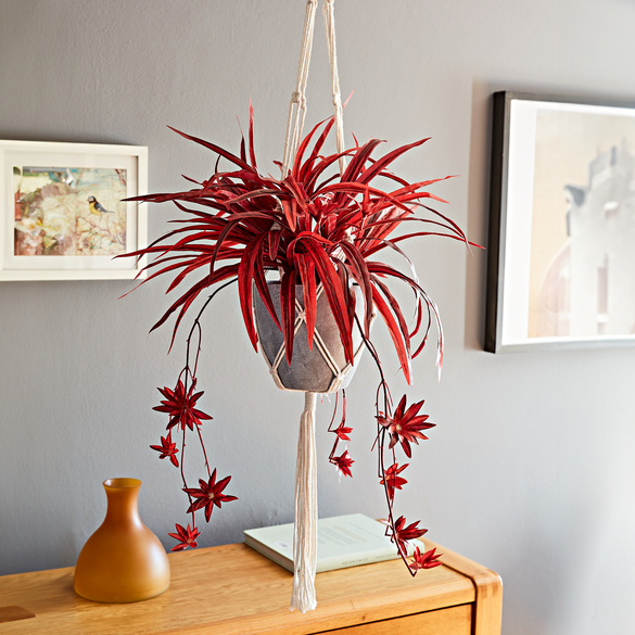 Plante et porte plante en macramé Eldo | Vitrine Magique