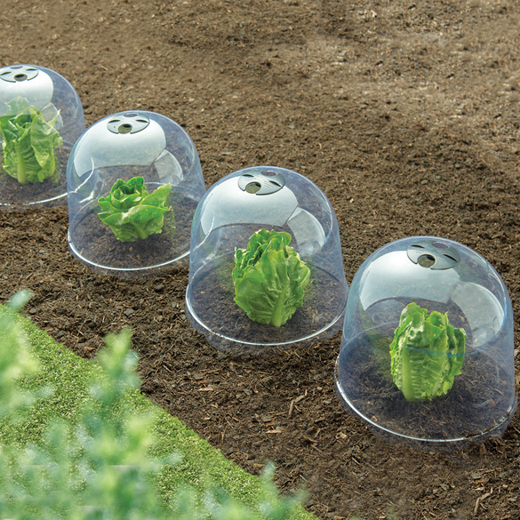 lot de 6 Cloches de protection pour plantes | Vitrine Magique
